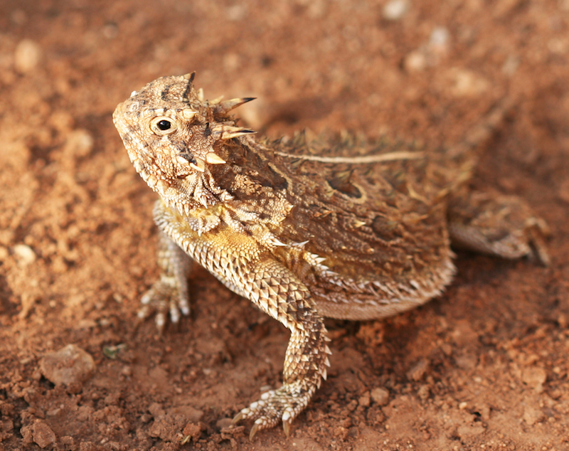 Types Of Horned Lizards In Texas